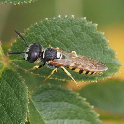 European Beewolf (Philanthus Triangulum) Insect Identification Guide ...