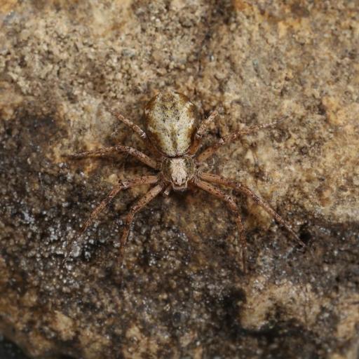 Philodromus Aureolus Insect Identification Guide, Habitat & Facts