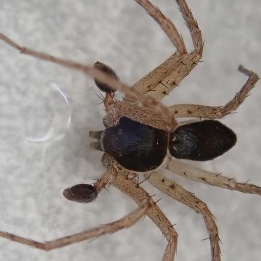 Eurasian Running Crab Spider (Philodromus Dispar) Insect Identification ...