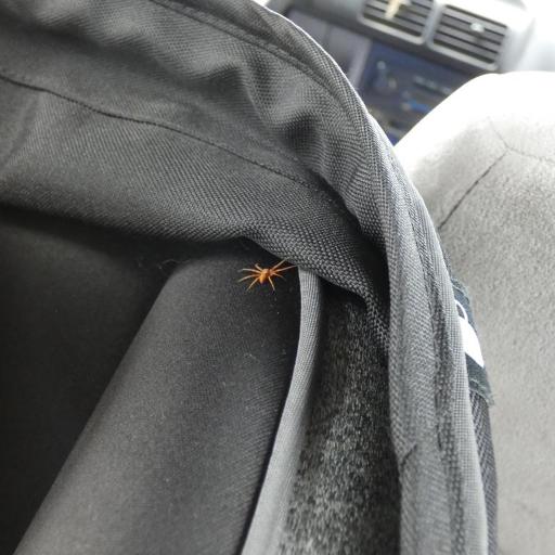 Nearctic White-Striped Running Crab Spider (Philodromus Rufus) Insect ...