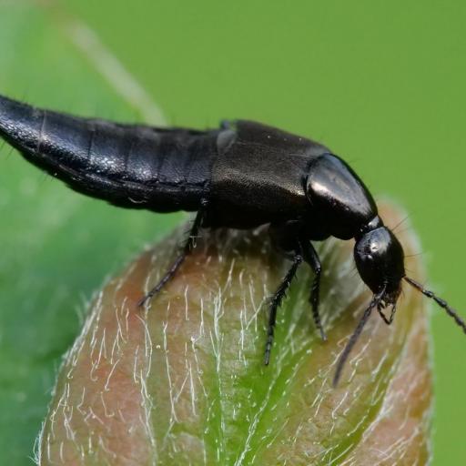 Philonthus Cognatus Insect Identification Guide, Habitat & Facts