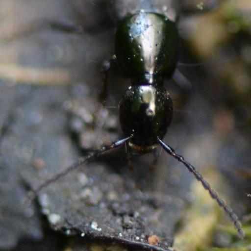 Philonthus Decorus Insect Identification Guide, Habitat & Facts