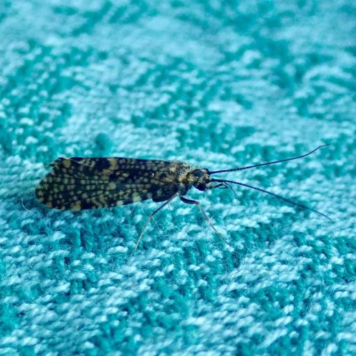 Yellow Spotted Sedge (Philopotamus Montanus) Insect Identification ...