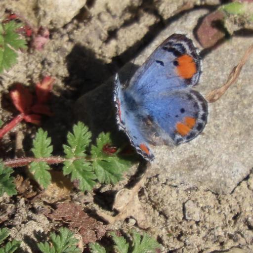Sonoran Blue (Philotes Sonorensis) Insect Identification Guide, Habitat ...