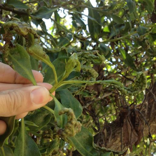 Rustic Wolf Spider (Trochosa Ruricola) Insect Identification Guide ...