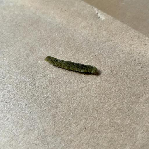 Angle Shades (Phlogophora Meticulosa) Insect Identification Guide ...