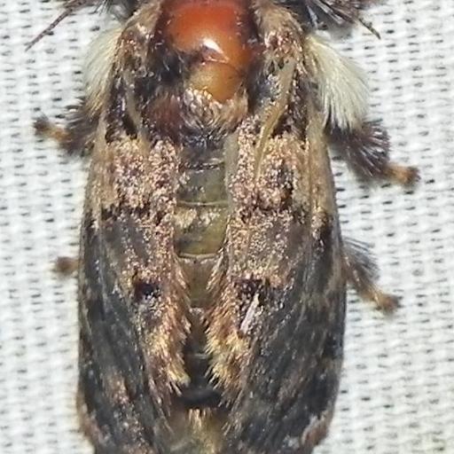 Hag Moth (Phobetron Pithecium) Insect Identification Guide, Habitat & Facts