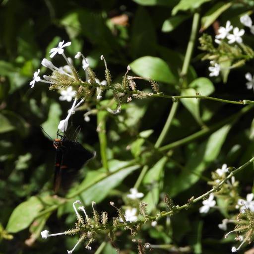 Guava Skipper (Phocides Lilea) Insect Identification Guide, Habitat & Facts