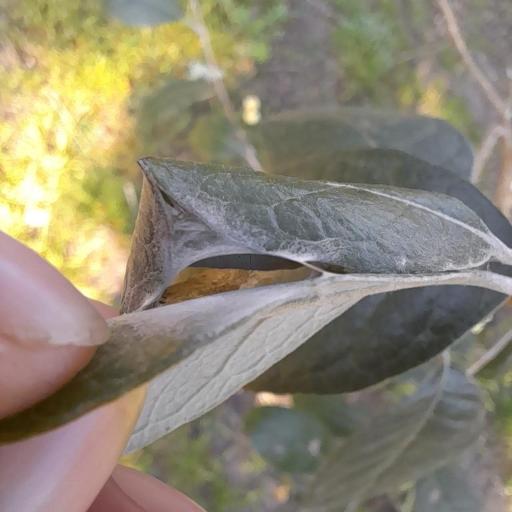 Southern Guava Skipper (Phocides Polybius) Insect Identification Guide ...