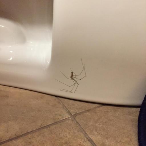 Long-bodied Cellar Spider (Pholcus Phalangioides) Insect Identification ...