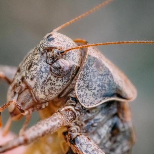 Dark Bush-cricket (Pholidoptera Griseoaptera) Insect Identification ...