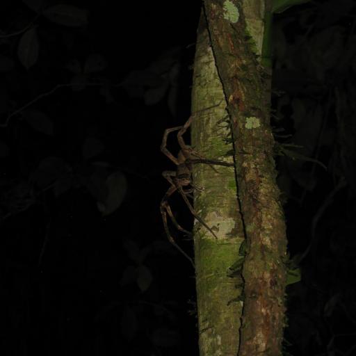 Brazilian Wandering Spiders (Phoneutria) Insect Identification Guide ...