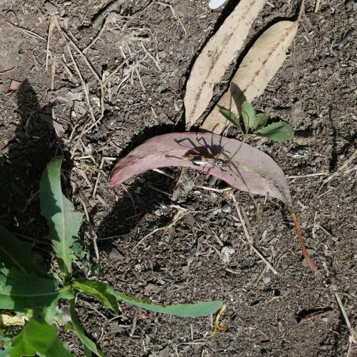 Lesser Eucalyptus Longhorn Beetle (Phoracantha Recurva) Insect ...