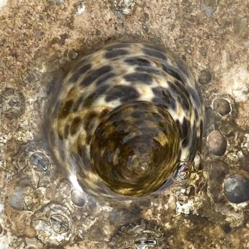 Turbinate Monodont (Phorcus Turbinatus) Insect Identification Guide ...