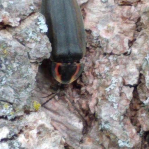 Photinus Corrusca Insect Identification Guide, Habitat & Facts