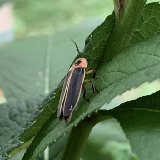 Common Eastern Firefly (Photinus Pyralis) Insect Identification Guide ...