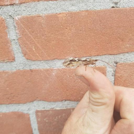 Phryganea Grandis Insect Identification Guide, Habitat & Facts