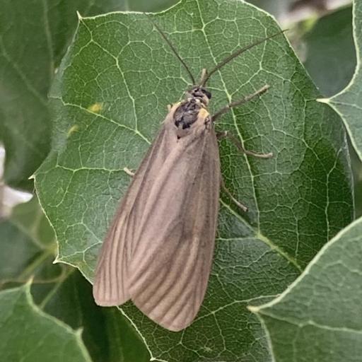 California Oak Moth (Phryganidia Californica) Insect Identification ...