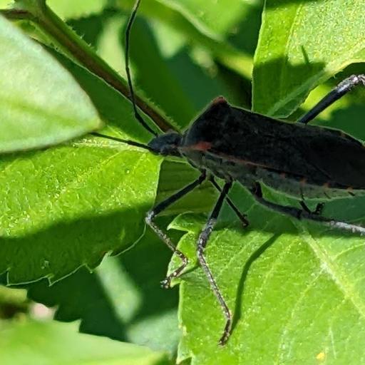 Phthiacnemia Picta Insect Identification Guide, Habitat & Facts