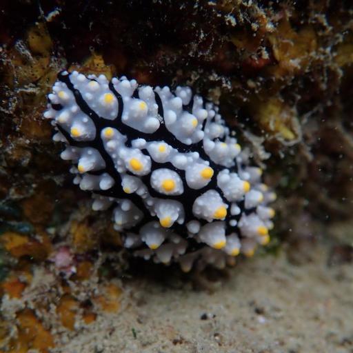 Elegant Phyllidia (Phyllidia Elegans) Insect Identification Guide ...