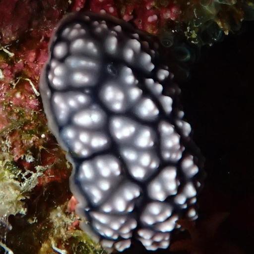 Pustulose Wart Slug (Phyllidiella Pustulosa) Insect Identification ...