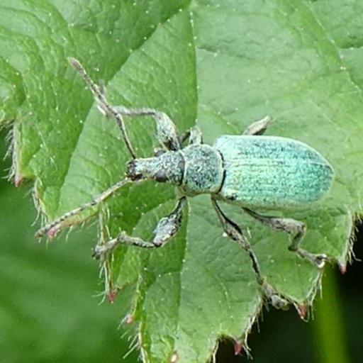 Nettle Weevil (Phyllobius Pomaceus) Insect Identification Guide ...