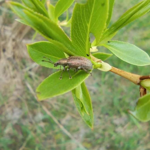 Common Leaf Weevil (Phyllobius Pyri) Insect Identification Guide ...