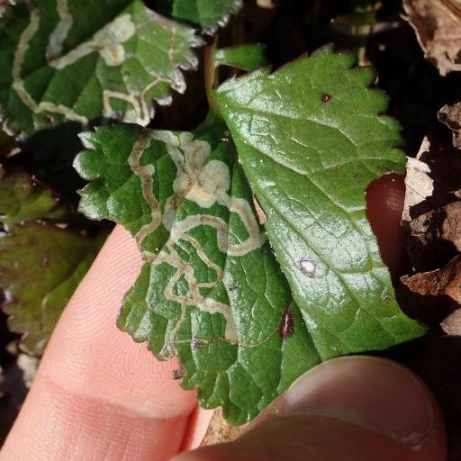 Phyllocnistis Insignis Insect Identification Guide, Habitat & Facts