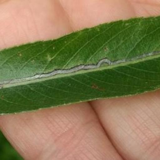 Willow Bent-Wing (Phyllocnistis Saligna) Insect Identification Guide ...