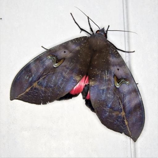 Phyllodes Insect Identification Guide, Habitat & Facts