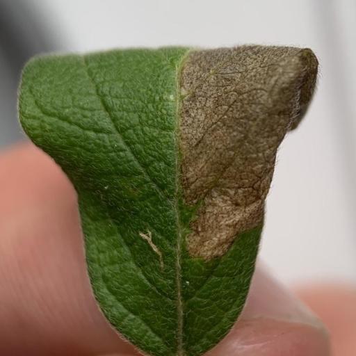 Large Midget (Phyllonorycter Emberizaepenella) Insect Identification ...