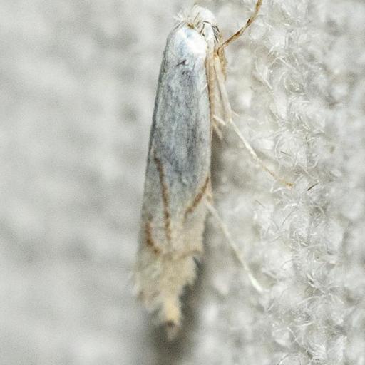 White Oak Midget (Phyllonorycter Harrisella) Insect Identification ...