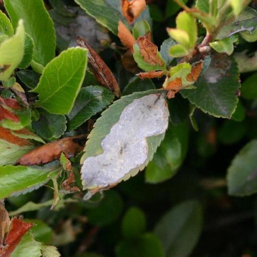 Baphomet Moth (Creatonotos Gangis) Insect Identification Guide, Habitat ...