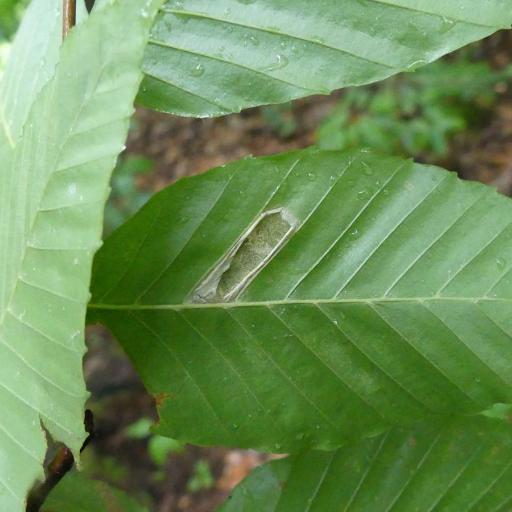 Beech Midget (Phyllonorycter Maestingella) Insect Identification Guide ...