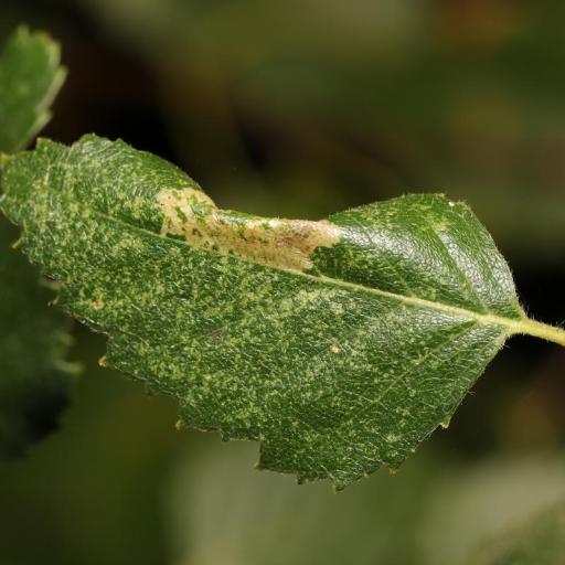 Red Birch Midget (Phyllonorycter Ulmifoliella) Insect Identification ...