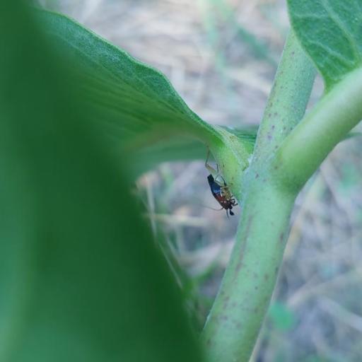 Red-headed Bush Cricket (Phyllopalpus Pulchellus) Insect Identification ...