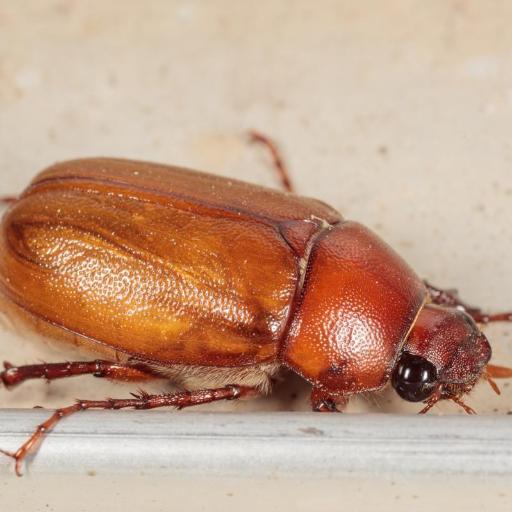 May Beetles (Phyllophaga) Insect Identification Guide, Habitat & Facts