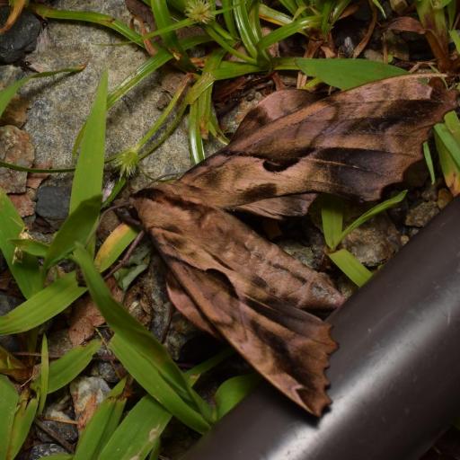 Sara Longwing (Heliconius Sara) Insect Identification Guide, Habitat ...