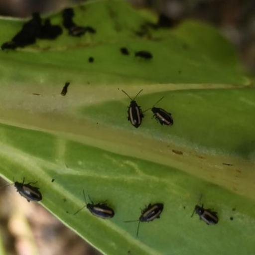 Small Striped Flea-Beetle (Phyllotreta Undulata) Insect Identification ...