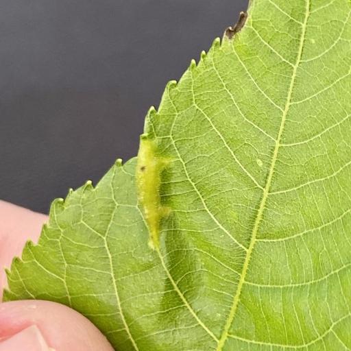 Phylloxeras (Phylloxera) Insect Identification Guide, Habitat & Facts