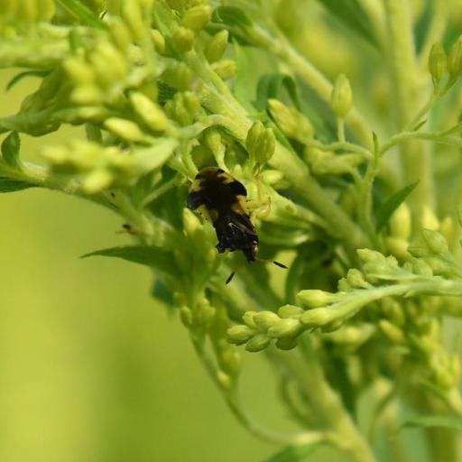 Jagged Ambush Bug (Phymata Americana) Insect Identification Guide ...