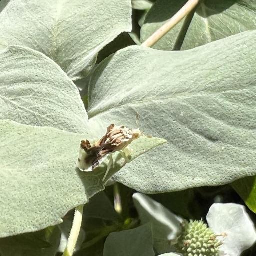 Phymata Fasciata Insect Identification Guide, Habitat & Facts