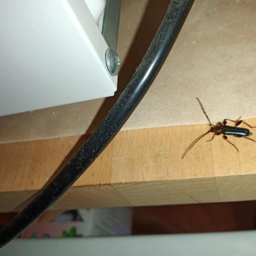 Tanbark Borer (Phymatodes Testaceus) Insect Identification Guide ...