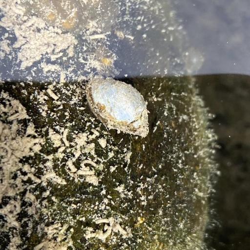 Acute Bladder Snail (Physella Acuta) Insect Identification Guide ...