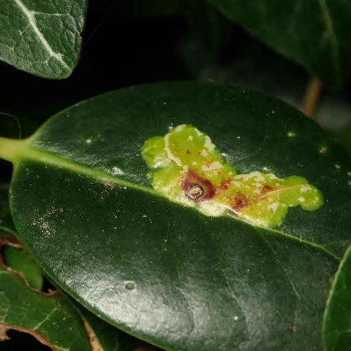 European Holly Leafminer (Phytomyza Ilicis) Insect Identification Guide ...