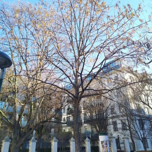 Filbert Bud Mite (Phytoptus Avellanae) Insect Identification Guide ...