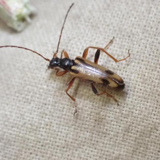 Pidonia Insect Identification Guide, Habitat & Facts