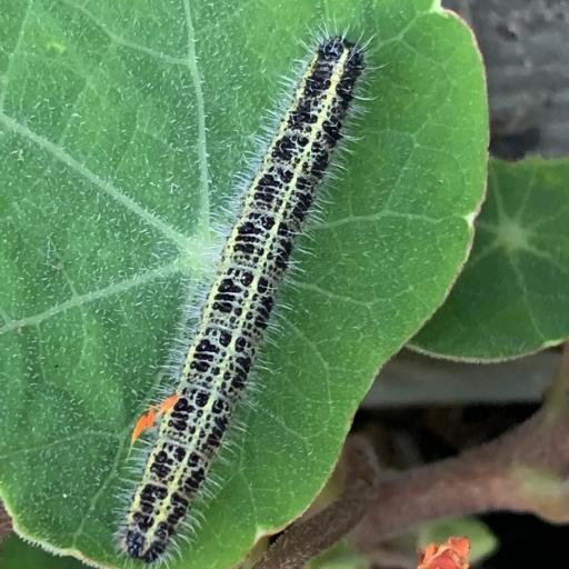 Large White (Pieris Brassicae) Insect Identification Guide, Habitat & Facts