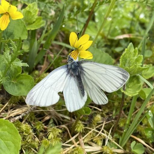 Dark-Veined White (Pieris Bryoniae) Insect Identification Guide ...