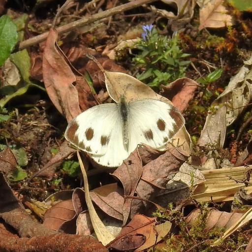 Indian Cabbage White (Pieris Canidia) Insect Identification Guide ...